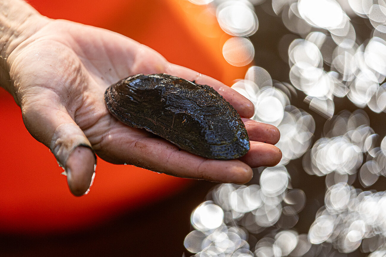 Freshwater pearl mussel rescued in River Emån - new feature - Improve ...